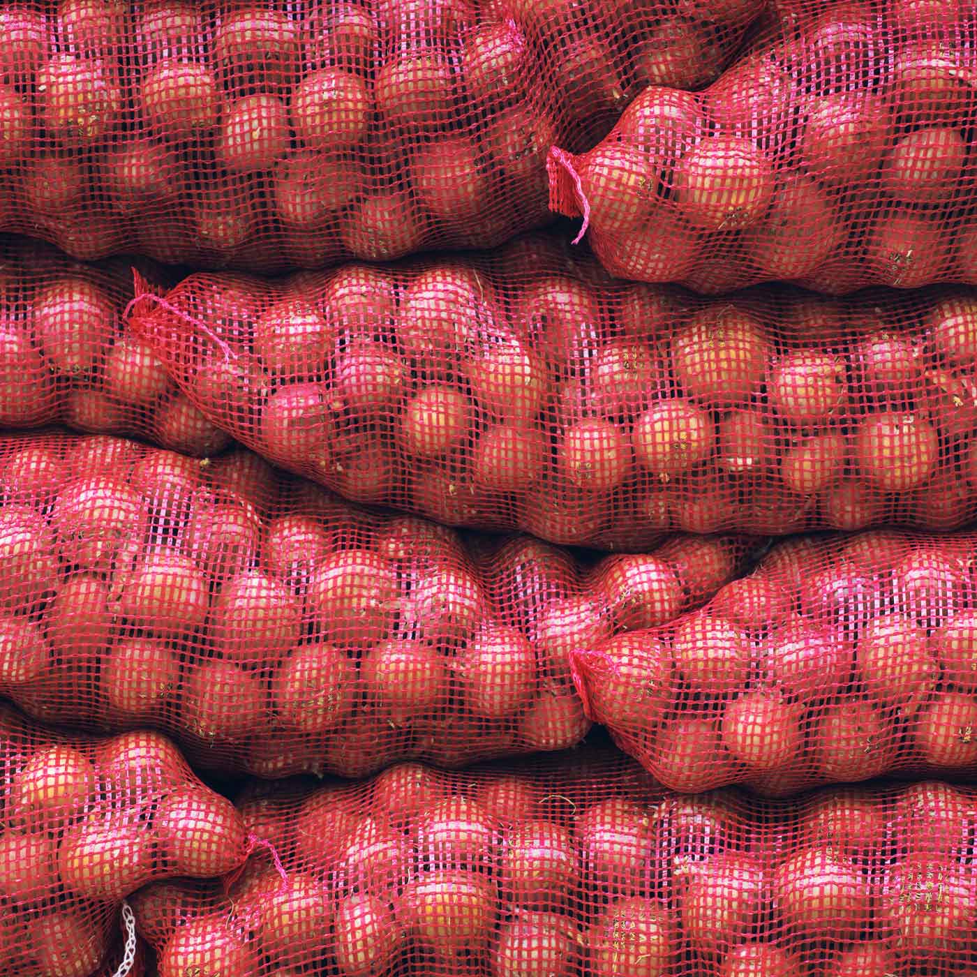 Osva Tarım Soğan | Osvatarim.com